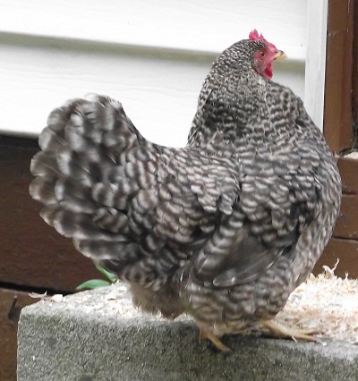 Happy chooks, happy home: Dine-A-Chook perfect timing and already ...