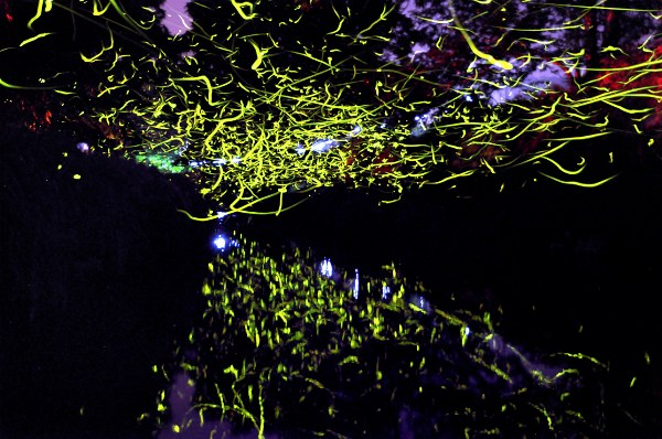 Firefly Festival in Japan ... - Culture - Travel - Cuisine