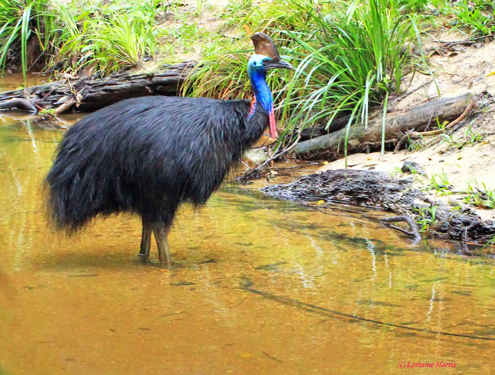 CASSOWARY photos - wallpapers (ανανεωμένο) | the fun bank