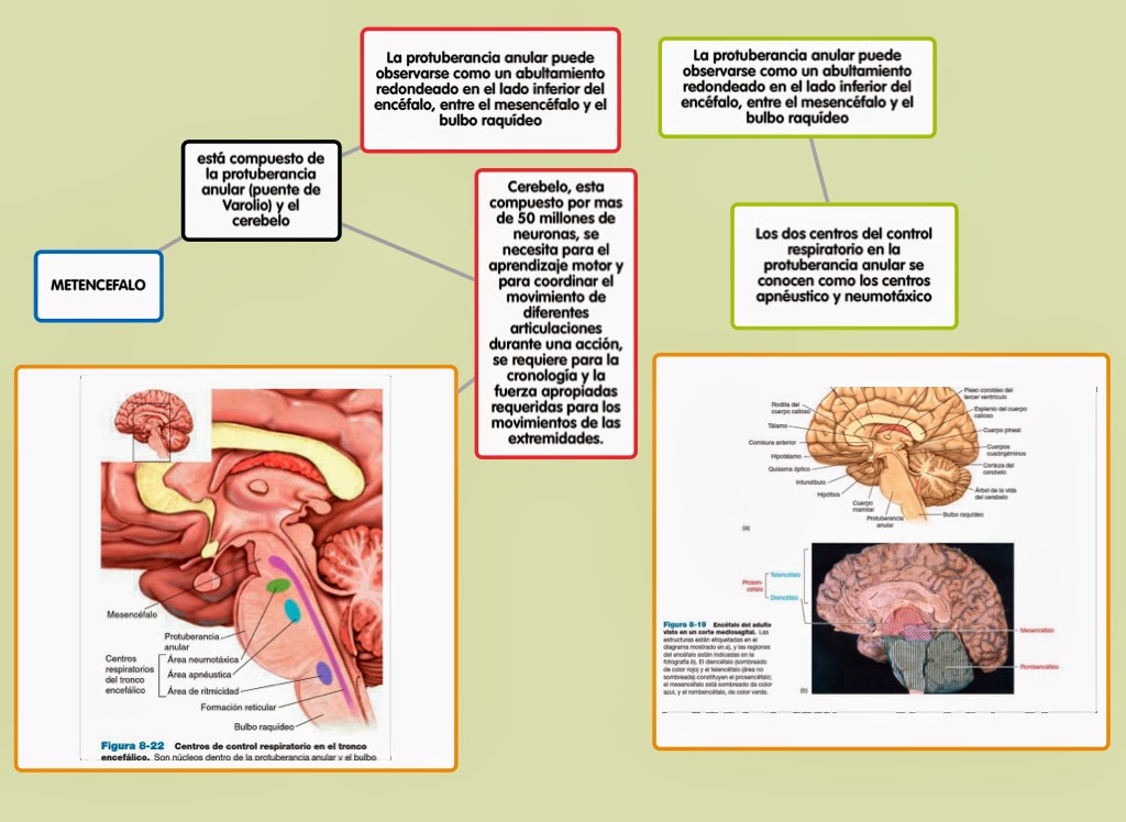 FISIOLOGIA BASICA: 2013