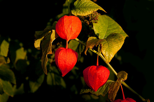 Studio Floral Dora Santoro: Physalis
