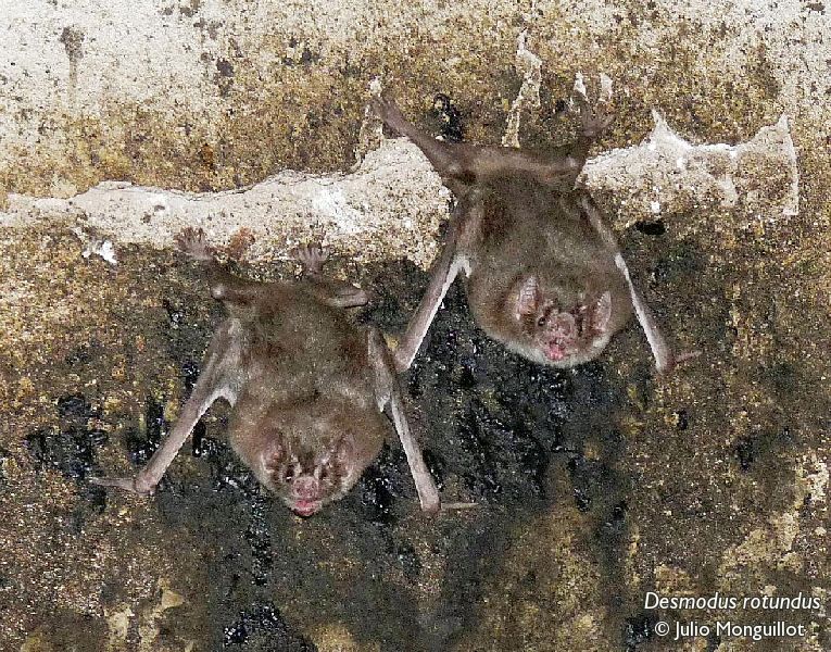 Argentina nativa: Murciélago vampiro (Desmodus rotundus)