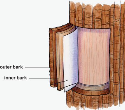a2z-PCMB: outer bark and inner bark