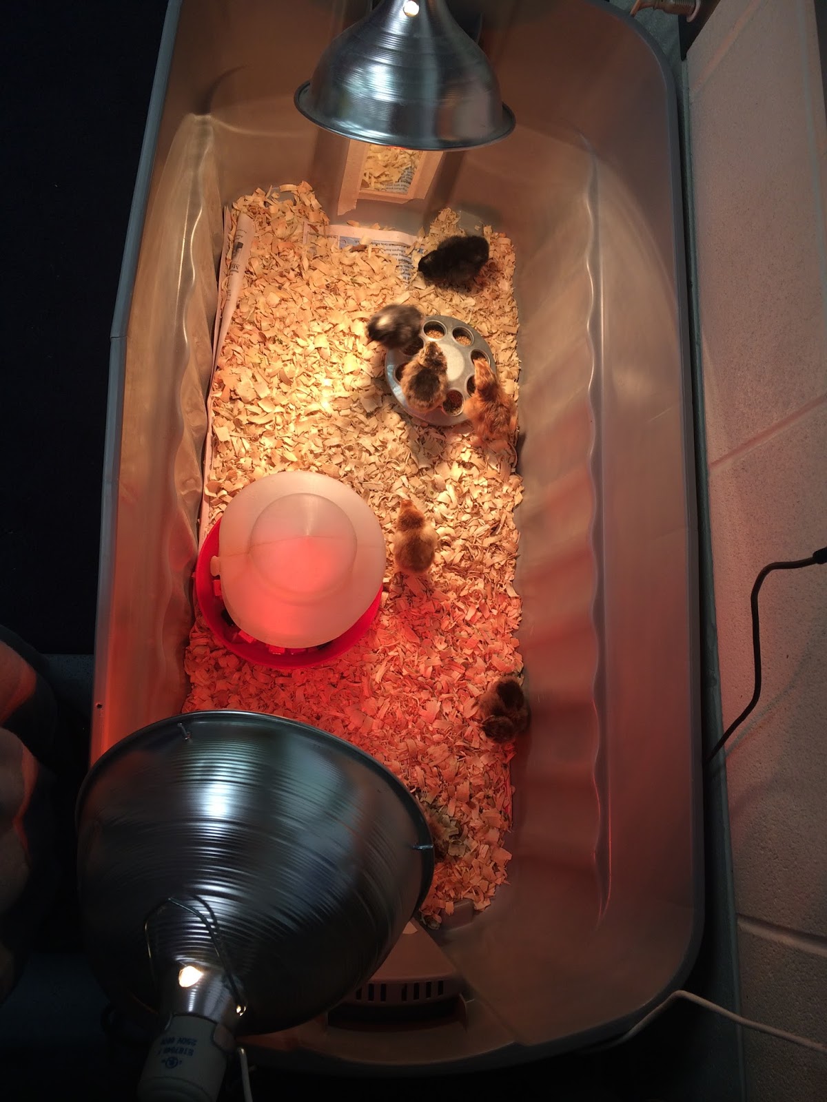 Miss Stetson's Classroom: Hatching Chickens in the Classroom
