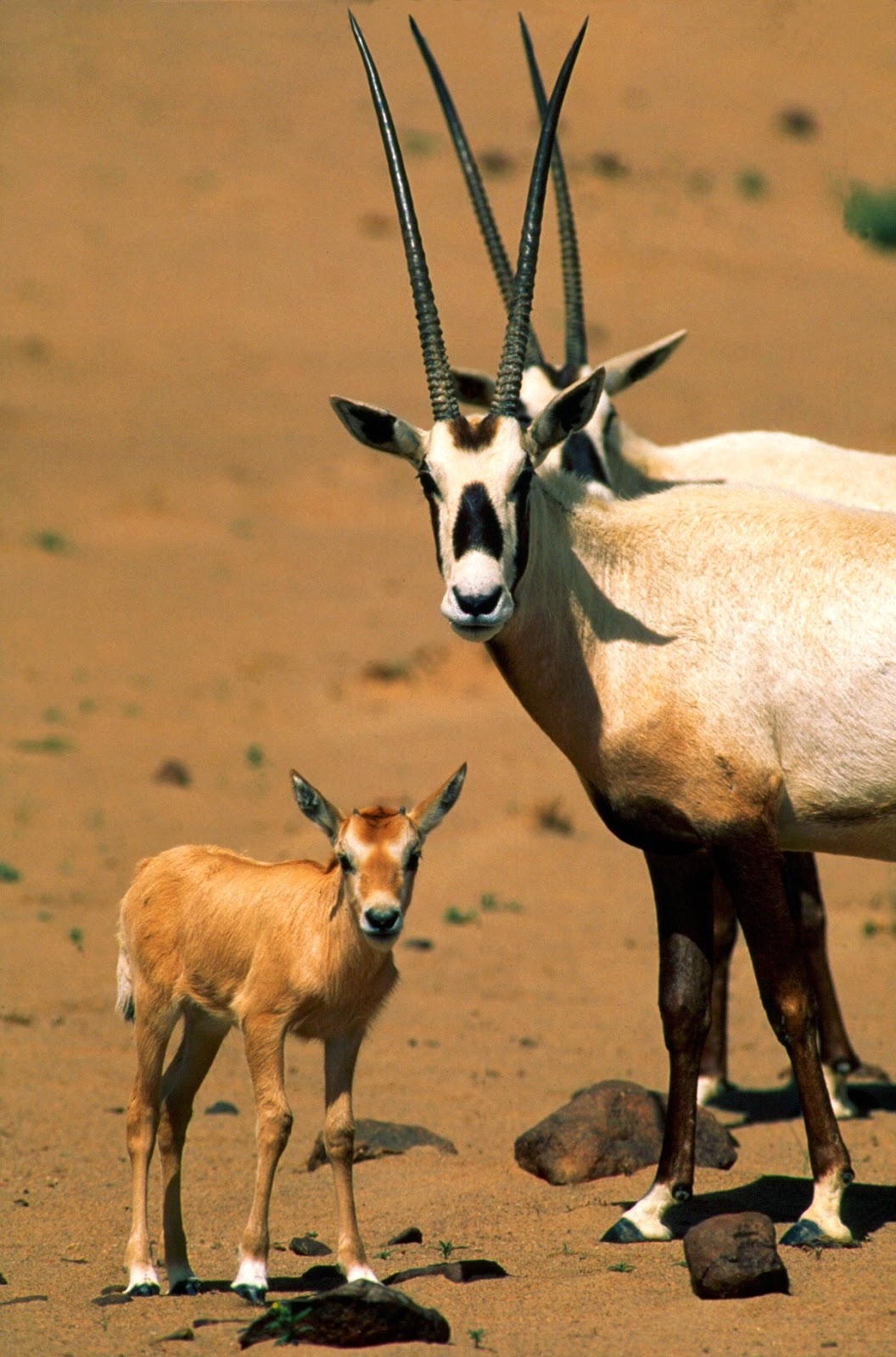 Zoo News Digest: Al Ain Zoo showcases the endangered Arabian Oryx