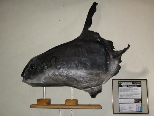 TV COROENSE: CURIOSIDADES SOBRE O PEIXE-LUA