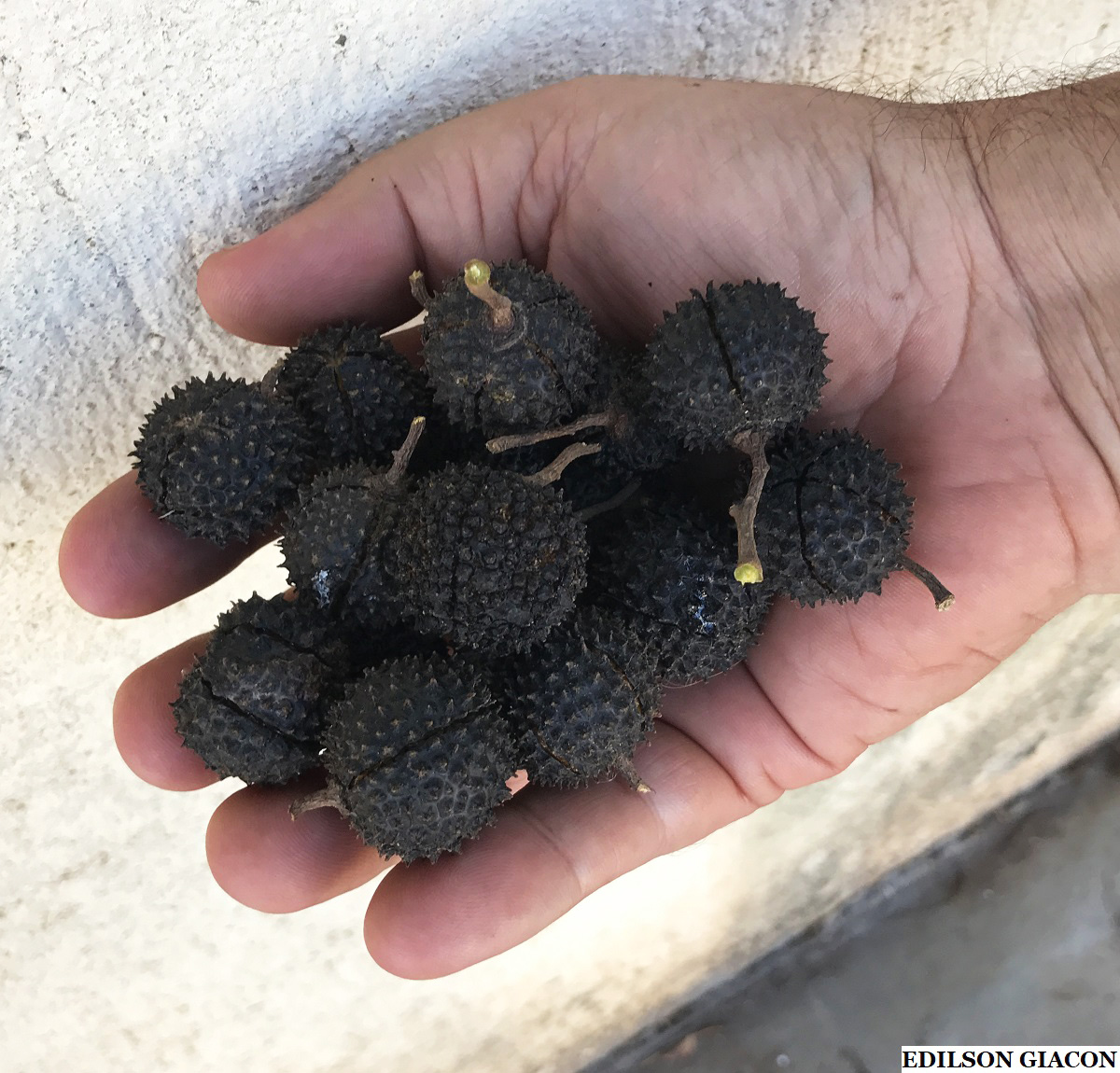 Viveiro Ciprest - Plantas Nativas e Exóticas: Mutamba ou Mutambo ...
