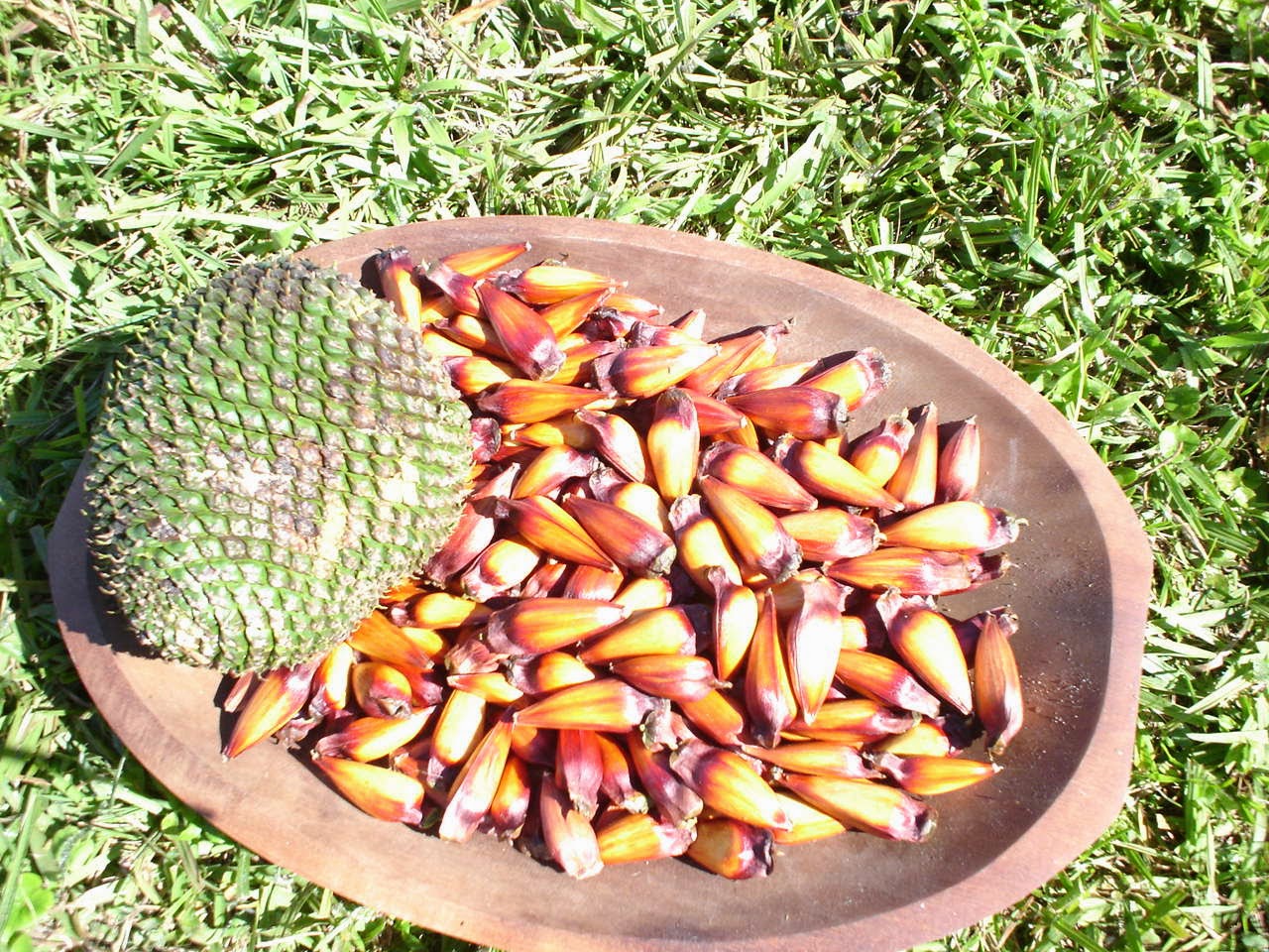 Vozes do Verbo: Pinheiro do Paraná e a colheita do pinhão