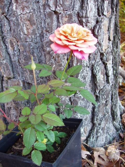 Sizzling Indian Recipes.....: Gulab / Rose -- One month lifespan of a ...