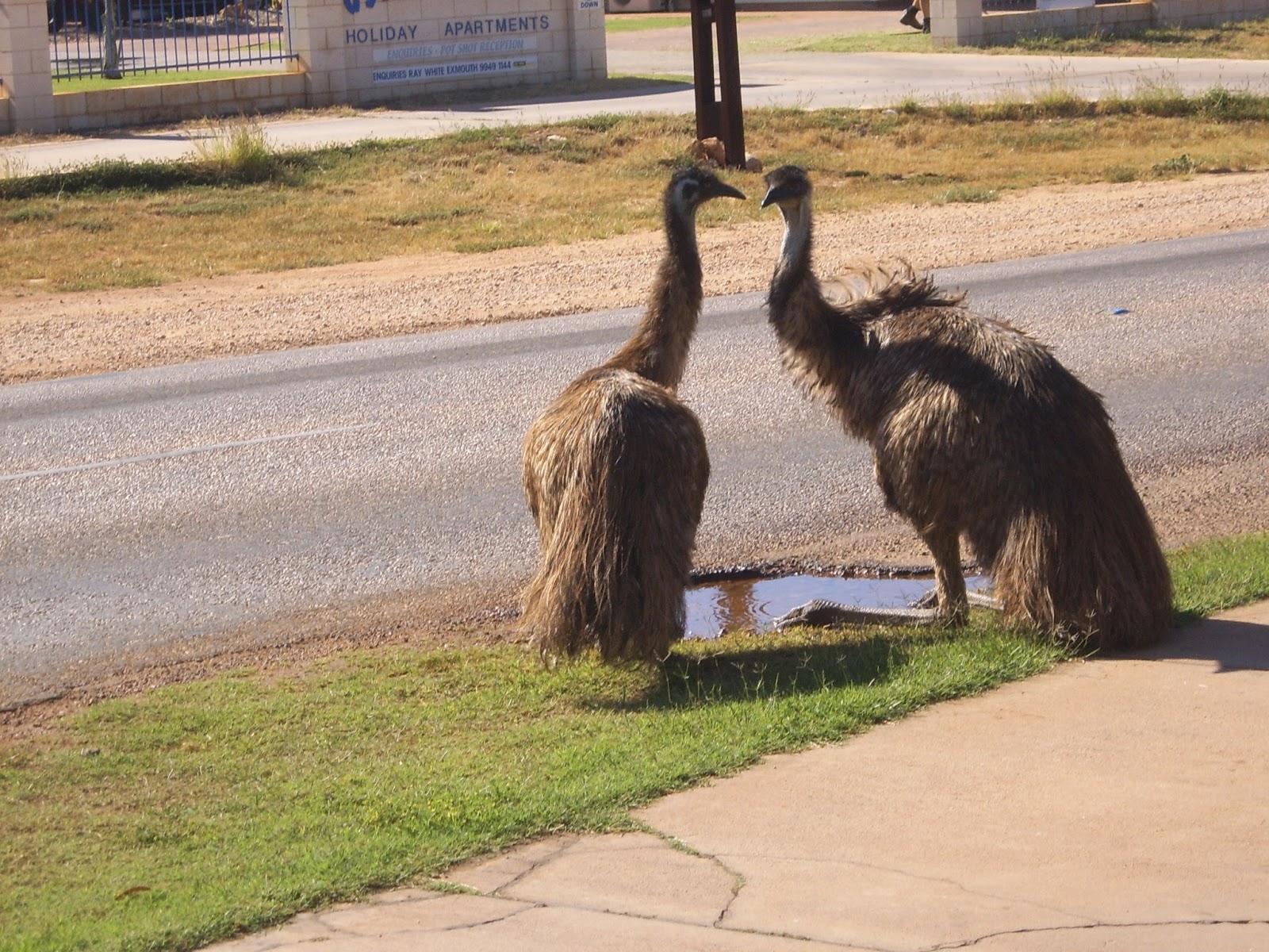 AnimalWrites: Australian Birds That You Meet When Travelling Down Under