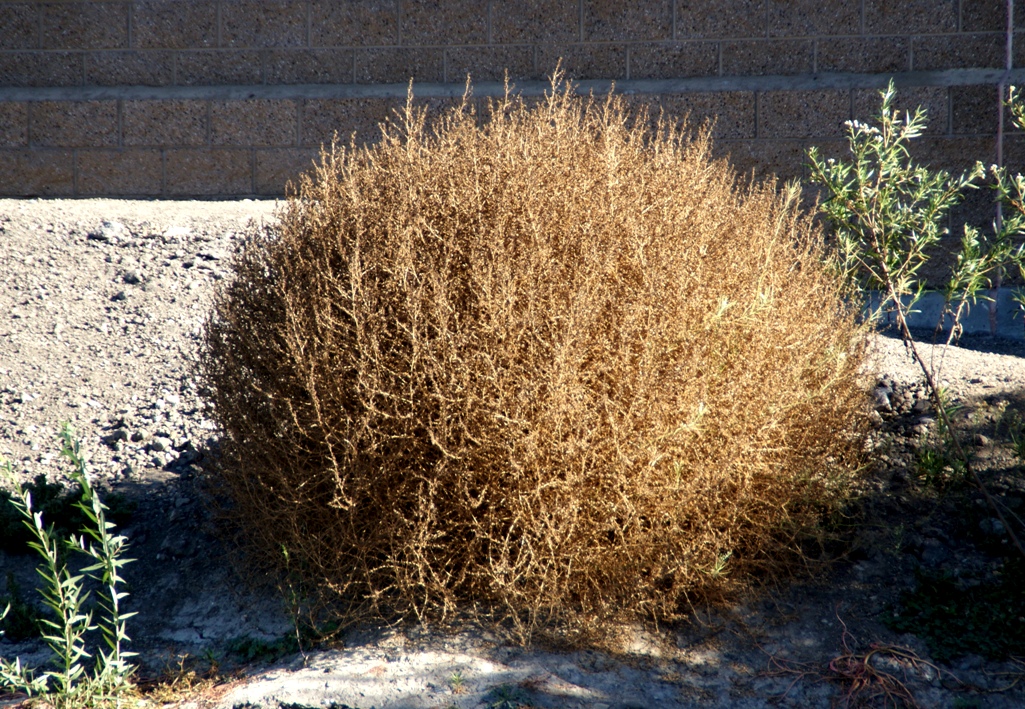 A photo, A thought............: Plant: Tumbleweed....another symbol ...