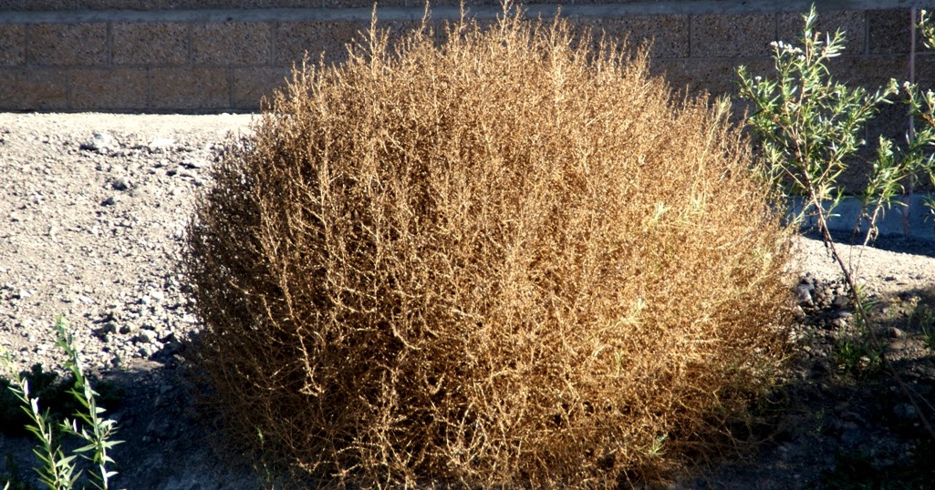 A photo, A thought............: Plant: Tumbleweed....another symbol ...