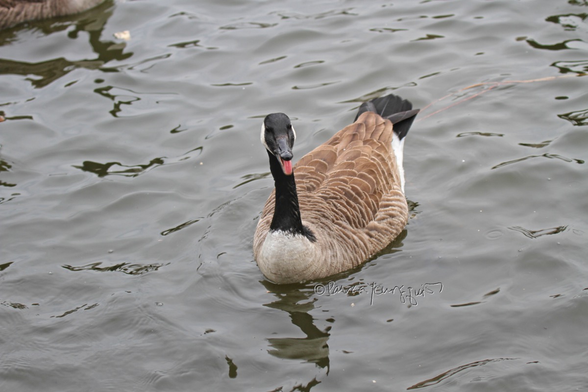 The Last Leaf Gardener: "take a gander" (Wednesday's Wisdom)