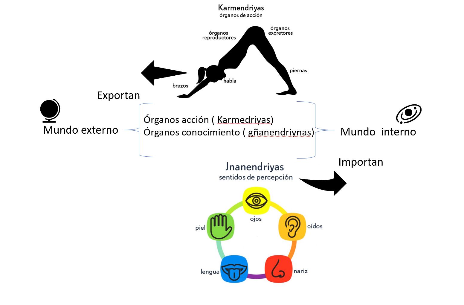 Anatomía Energética del ser Humano ~ Mi Yoga Om