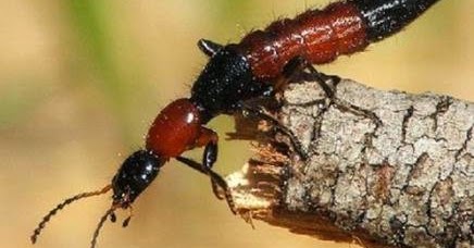 Late News | Berita Telat: There are 12 Types and How to Solve Tomcat ...