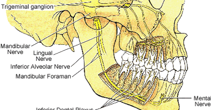 Ilmu Kedokteran Gigi: Inervasi pada Rahang dan Gigi