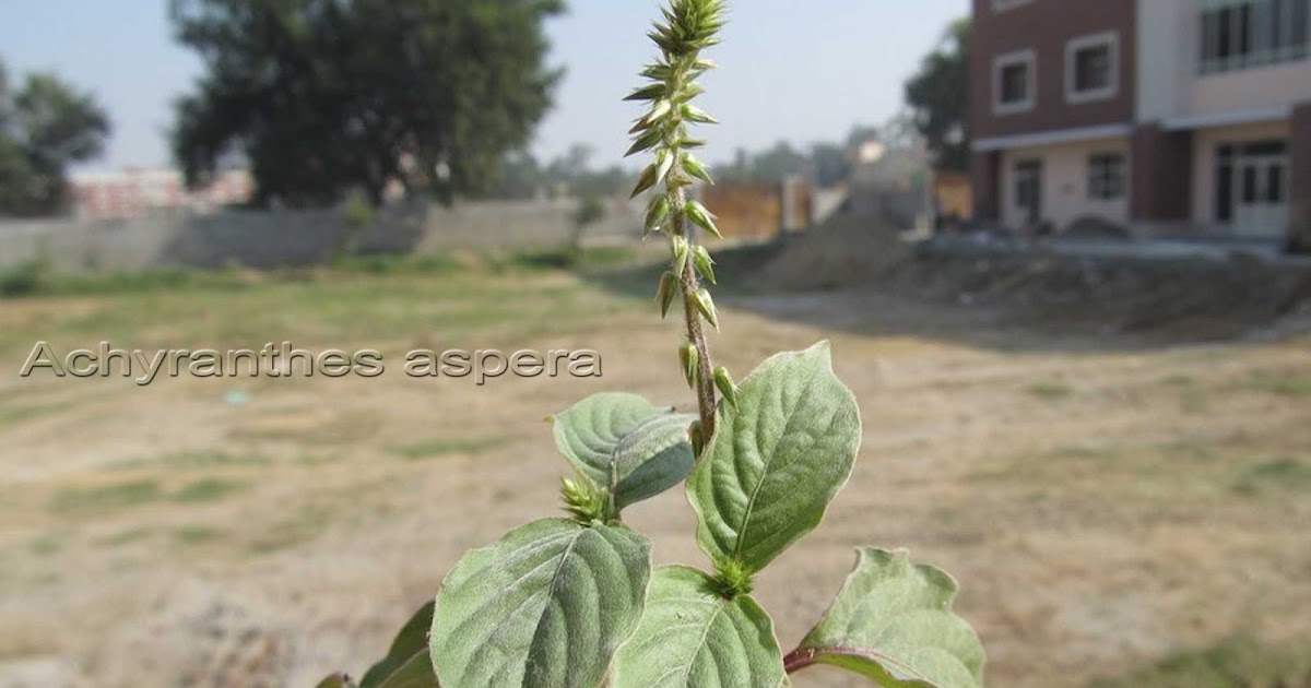 Medicinal Plants: Achyranthes aspera, Apamarga, Nayuruvi, Chirchita