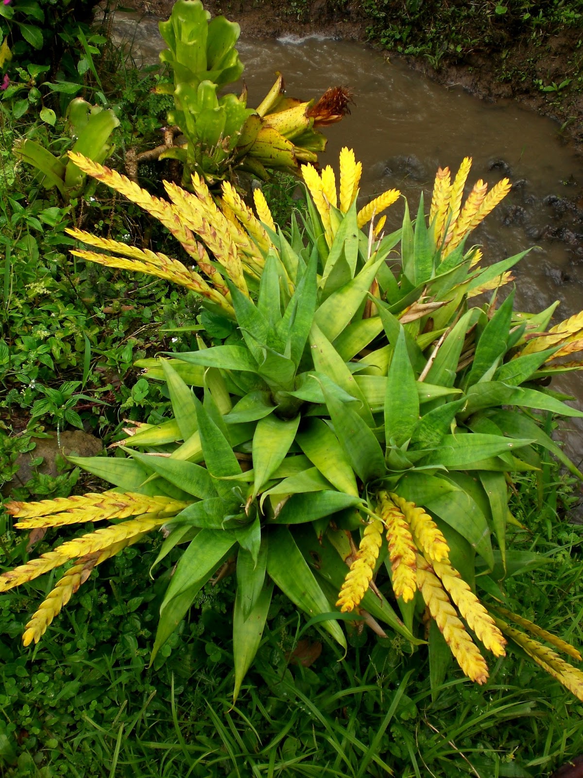 Bromelia Vriesea ospinae | Flores colombia