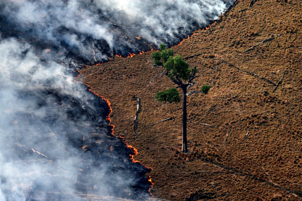 Los incendios destruyen el 78% de la biodiversidad del Amazonas. Brasil ...
