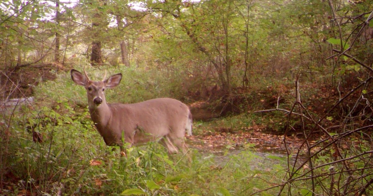 Central Pennsylvania Forestry: White-tailed Deer and Invasive Plants