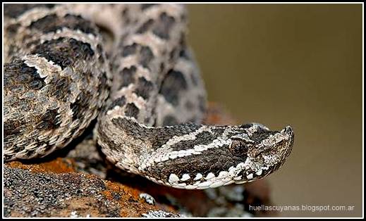 SERPIENTES DE MENDOZA: LA YARARÁ | Huellas Cuyanas