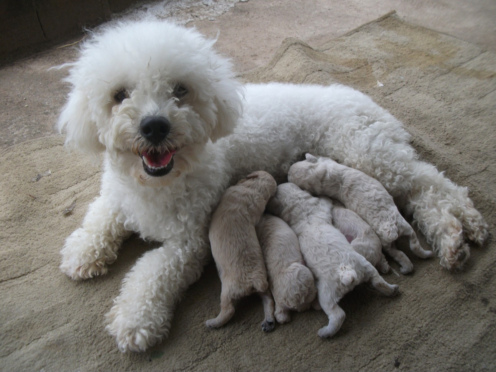 deus e fiel: esto vendendo filhotes de pudo (03187926050)