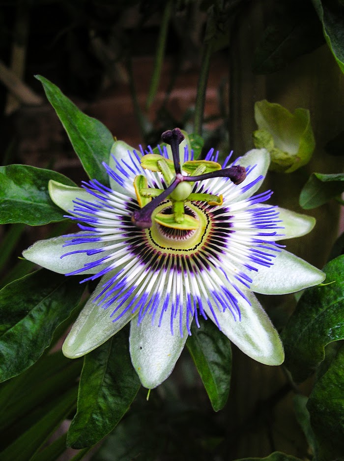 Miel y limón: Pasiflora y relájate