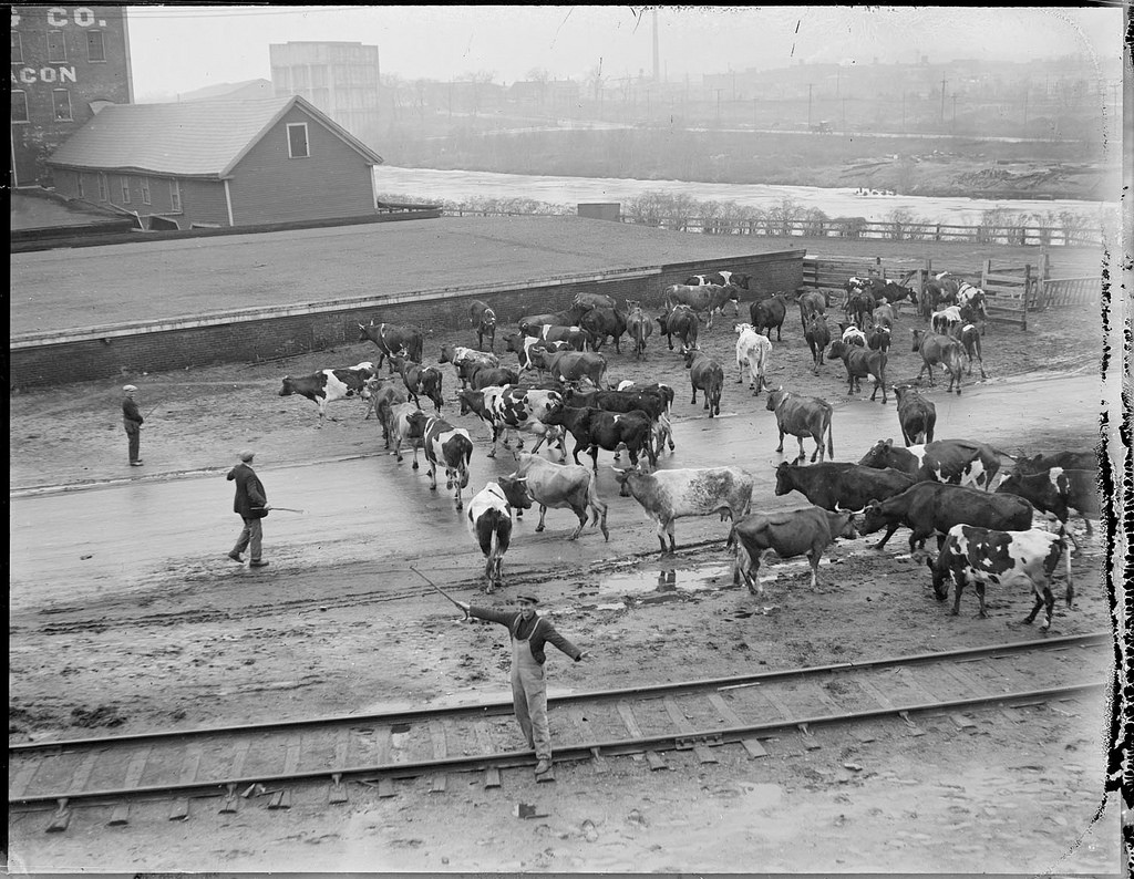 34 Fantastic Photos Capture Farm and Domestic Life of Boston from ...