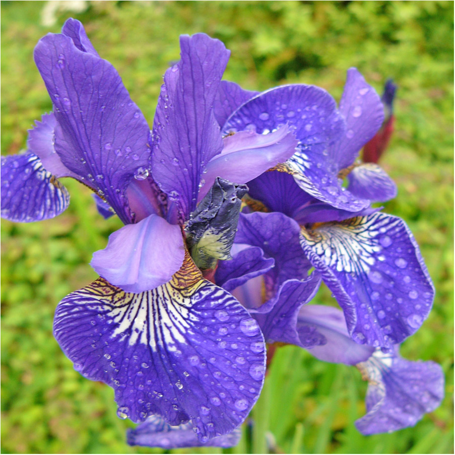 May's Irises