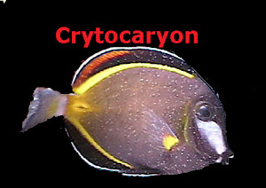 Aquarium Ich Treatment: Cryptocaryon-Oodinium