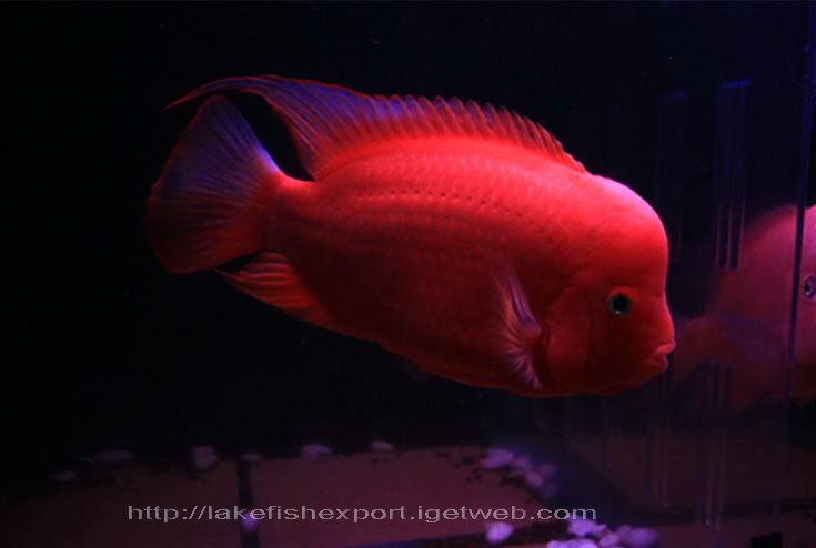 Flowerhorn The Hybrid Cichlids: Monster KOK Female Red Monkey