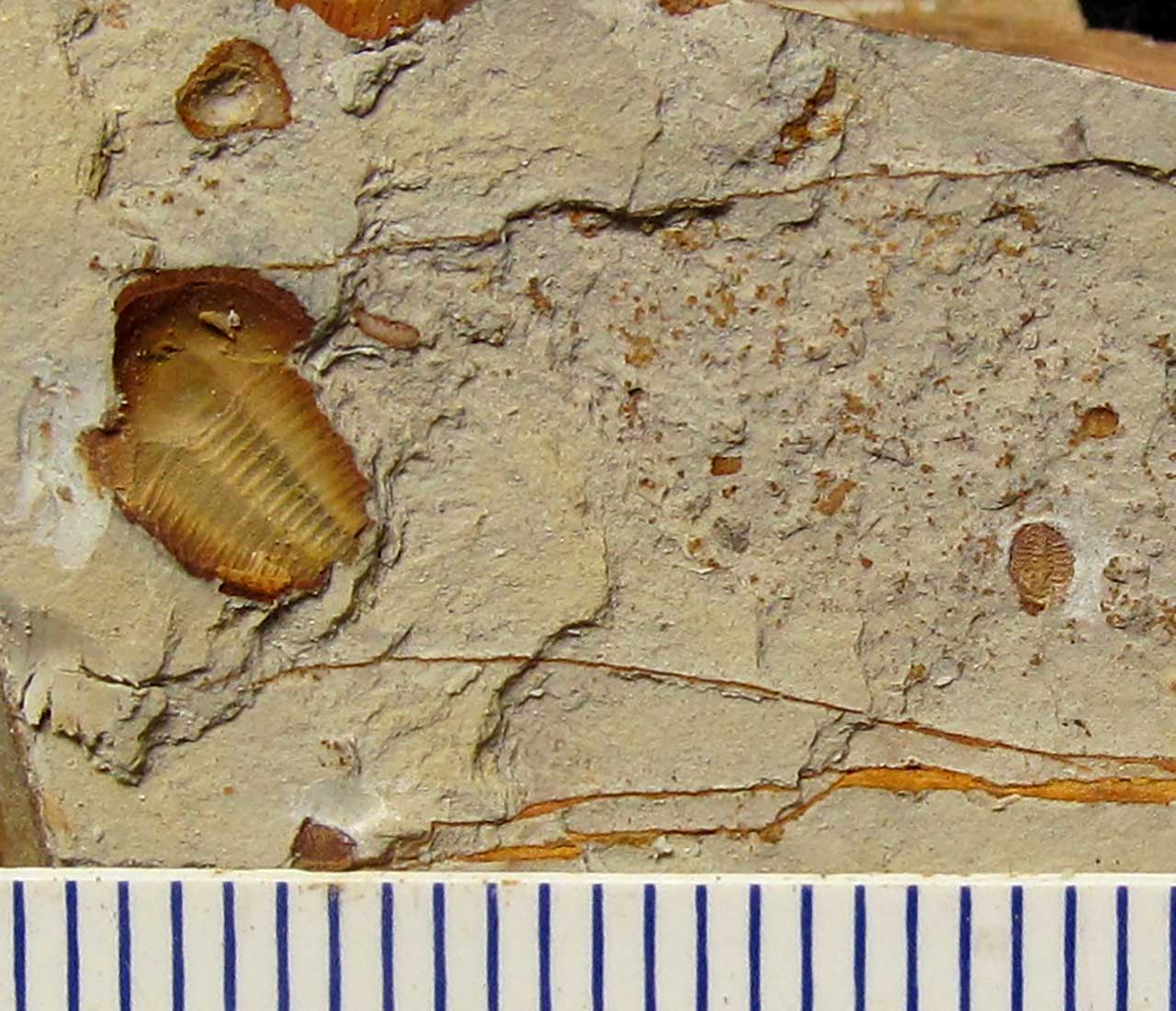 Louisville Fossils and Beyond: Cambrian Trilobites Found in Conasauga ...