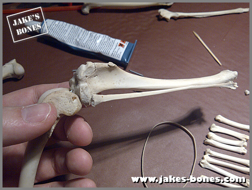 How to re-articulate a fox skeleton: part one : Jake's Bones