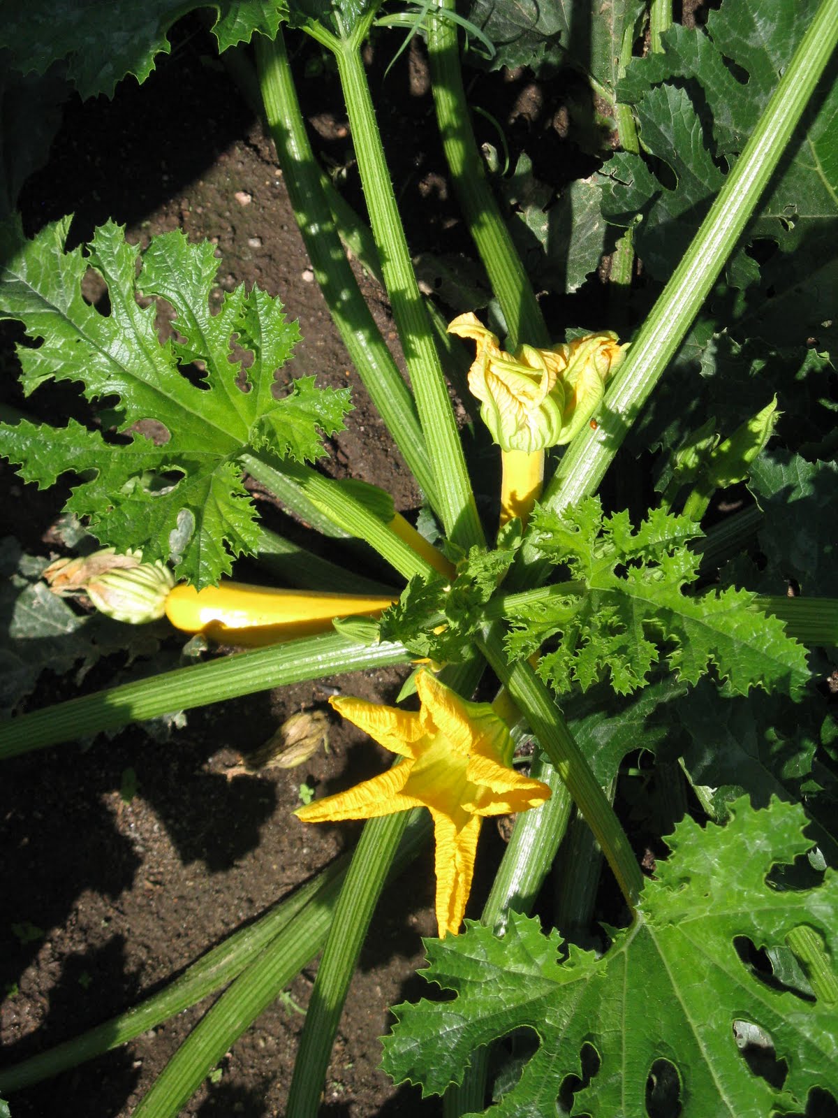 Front Range Food Gardener: Squash viruses