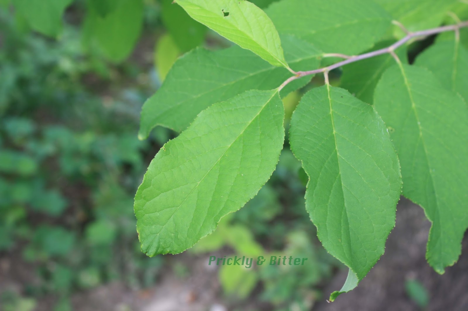 Prickly and Bitter: Snowdrops sometimes turn into trees?