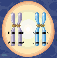 Hiperlinks: Crossing over ou permutação