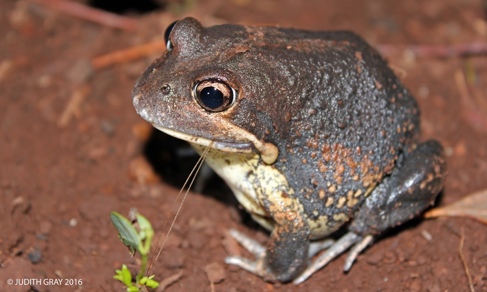 Native Frogs of Highfields Falls