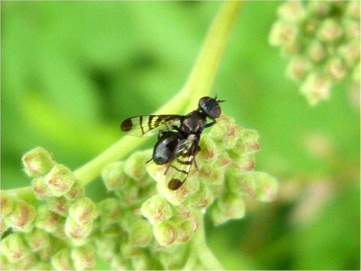 Insects of Scotland: Other Flies/Picture-wing Flies