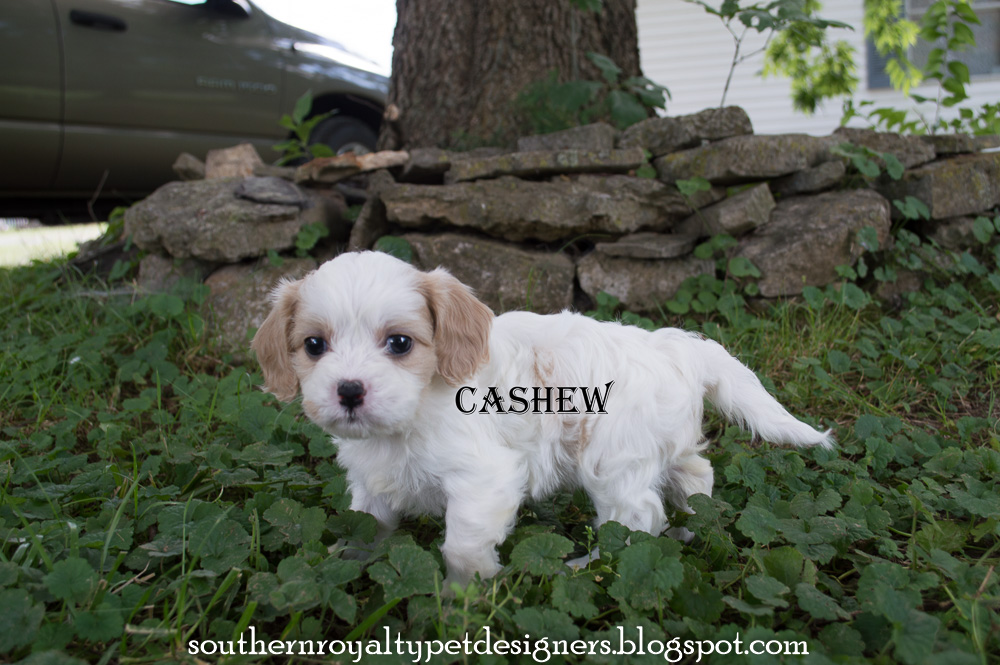Southern Royalty Pet Designers: Cavaton puppies born 5/8/2017