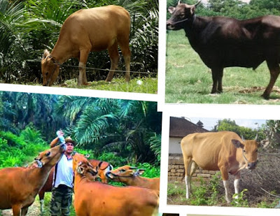 Perbandingan Sapi Bali (Bos Sondaicus) Dengan Sapi Ongole (Bos Indicus ...