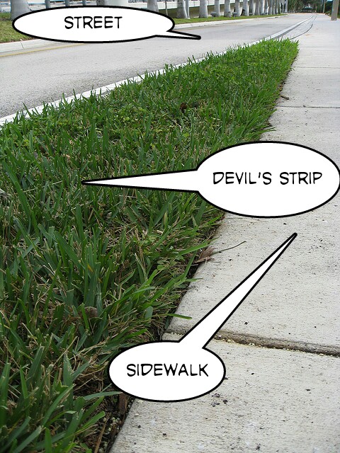 A Cleveland Pear Tree for the Devil's Strip