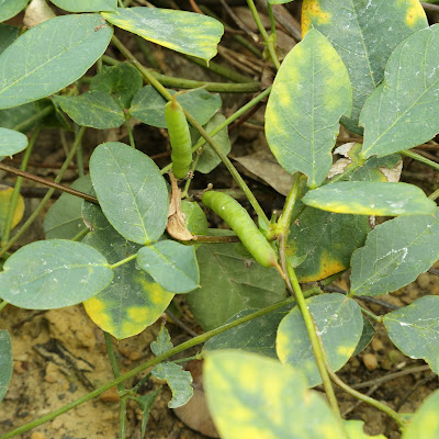 Plant of the Day: Plant of the day is: Kennedia beckxiana or Cape Arid ...