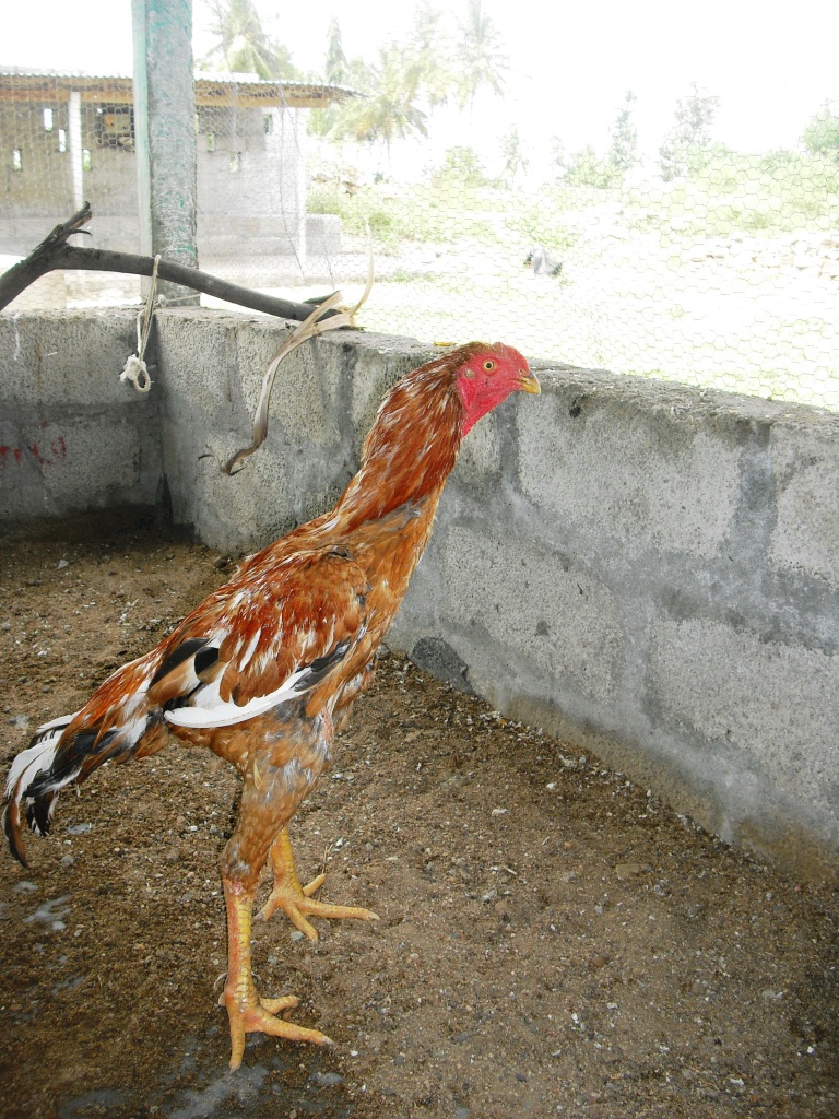 ASEEL FIGHTER PHOTOS - ASEEL FIGHTER PHOTOS