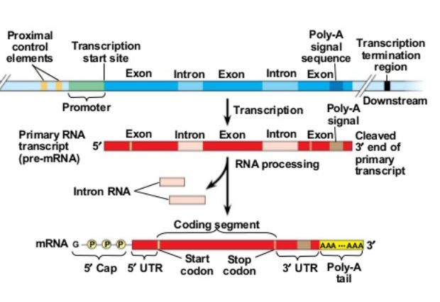 Z81 - Genetics: XXXXXX Gene 27 - Exons and the living earth DEMOof ...