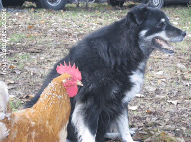 ANIMALS PLANET: Dog and Chicken images