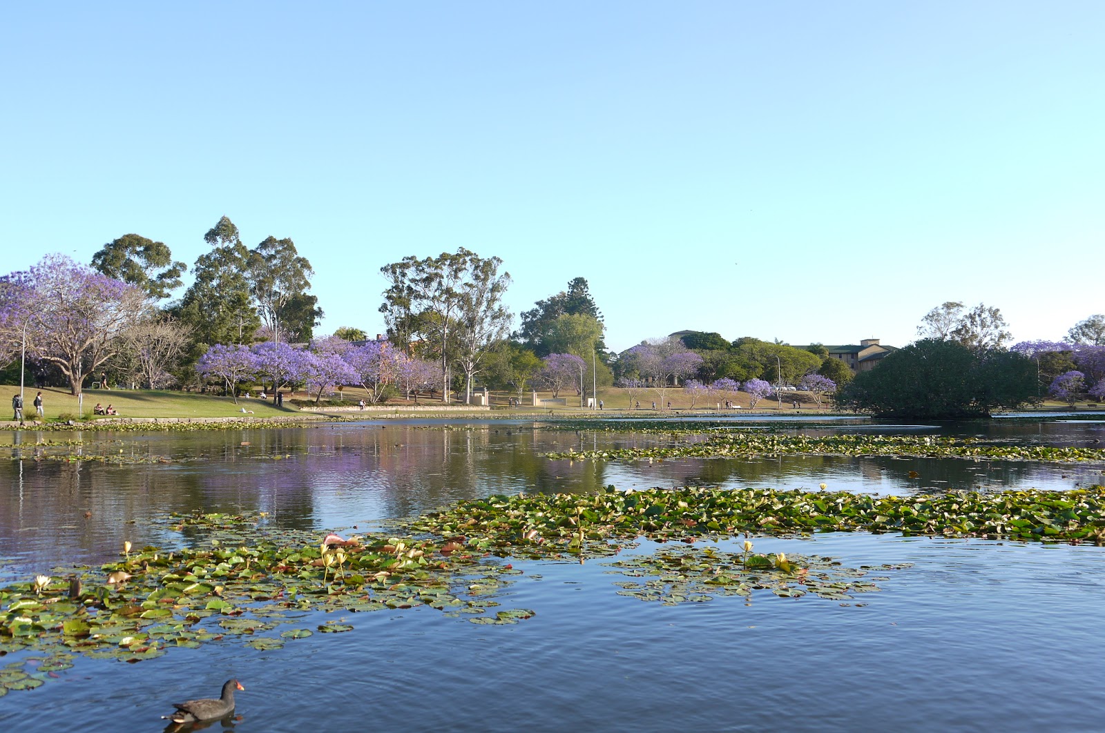 Moments of Loe: Jacaranda at UQ Lakeside