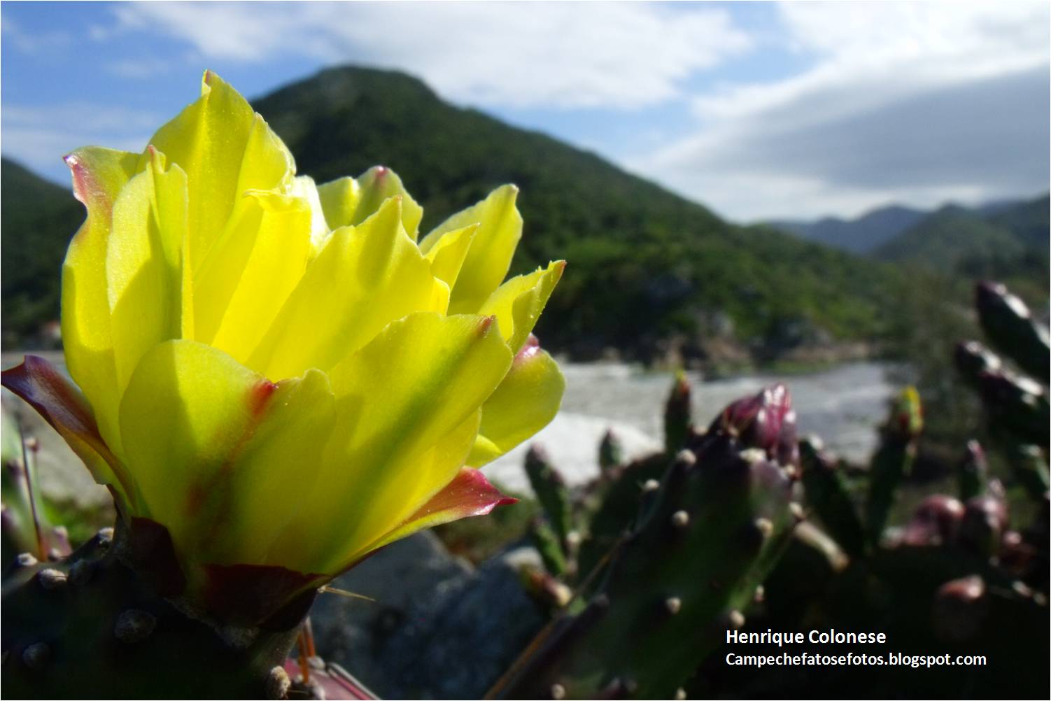 Flor de Cacto - Campeche Fatos e Fotos