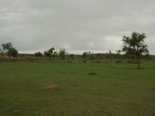 Indus Valley Civilization(Colours Of Sindh): Thar (Desert) After ...