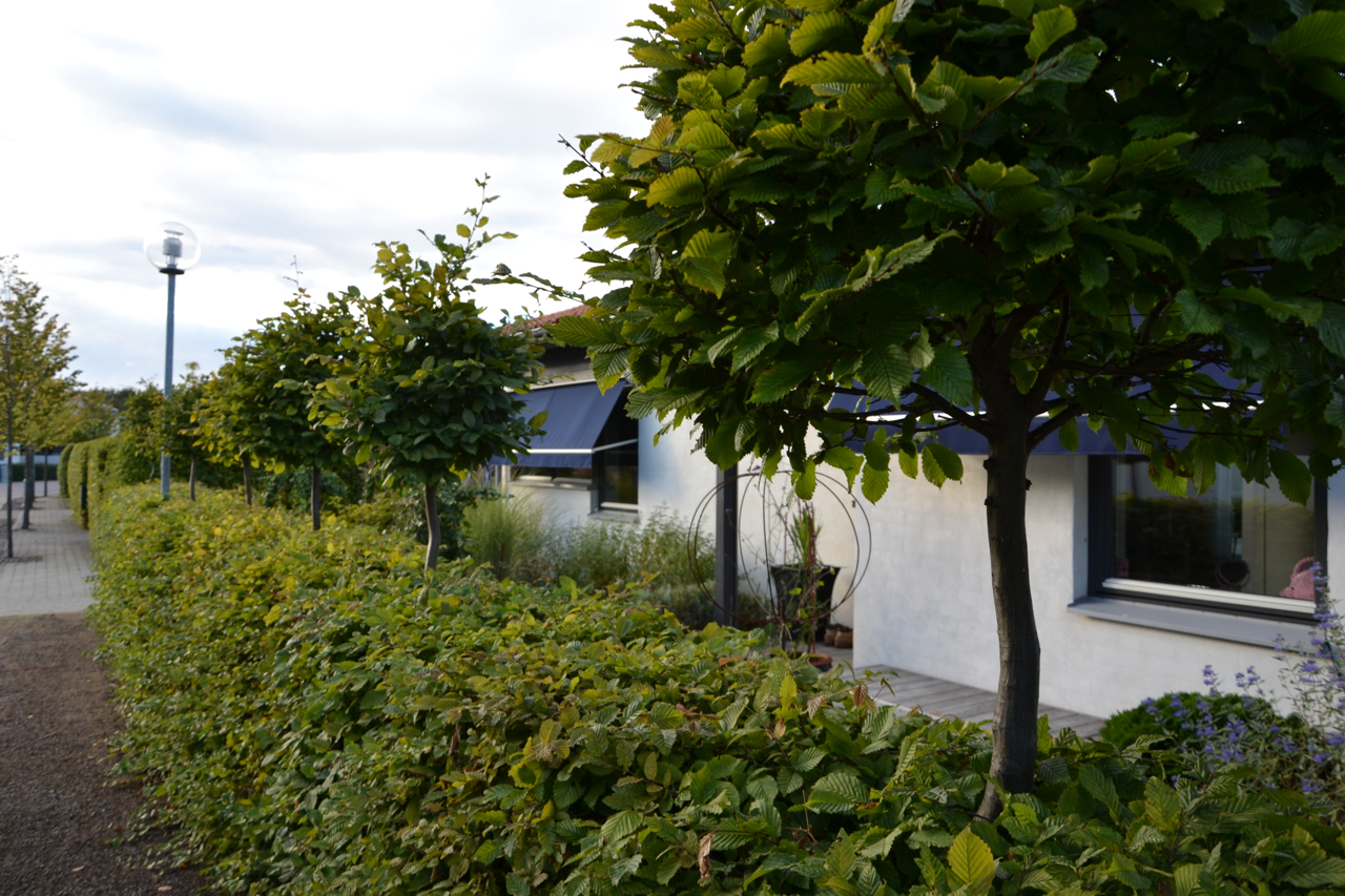 Cattis & Eiras Trädgårdsdesign: Entrésida med mycket vintergrönt och ...