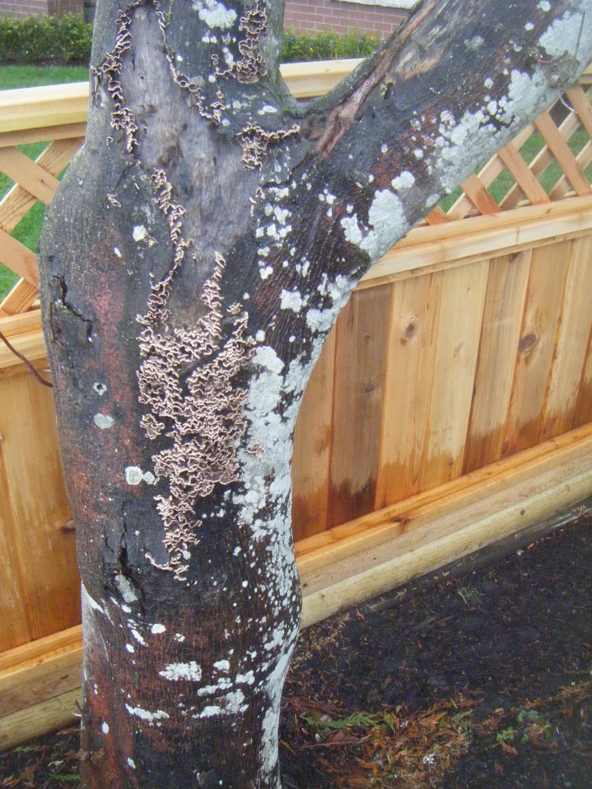 Tree Reality: 5 Facts about Fungus and Trees